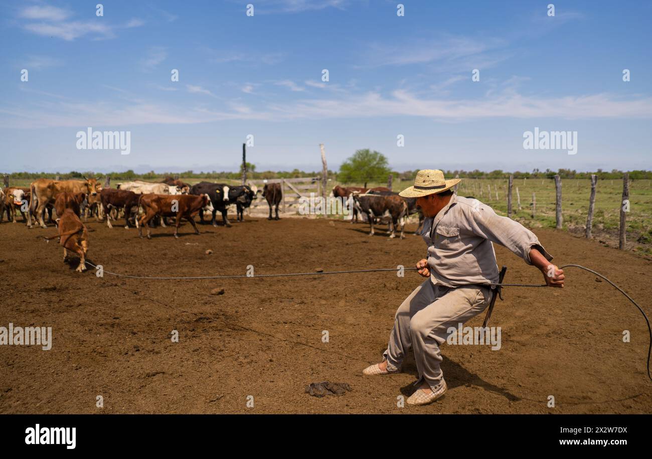 Worker on duty between the cattle in vaccination season in a ranch in ...