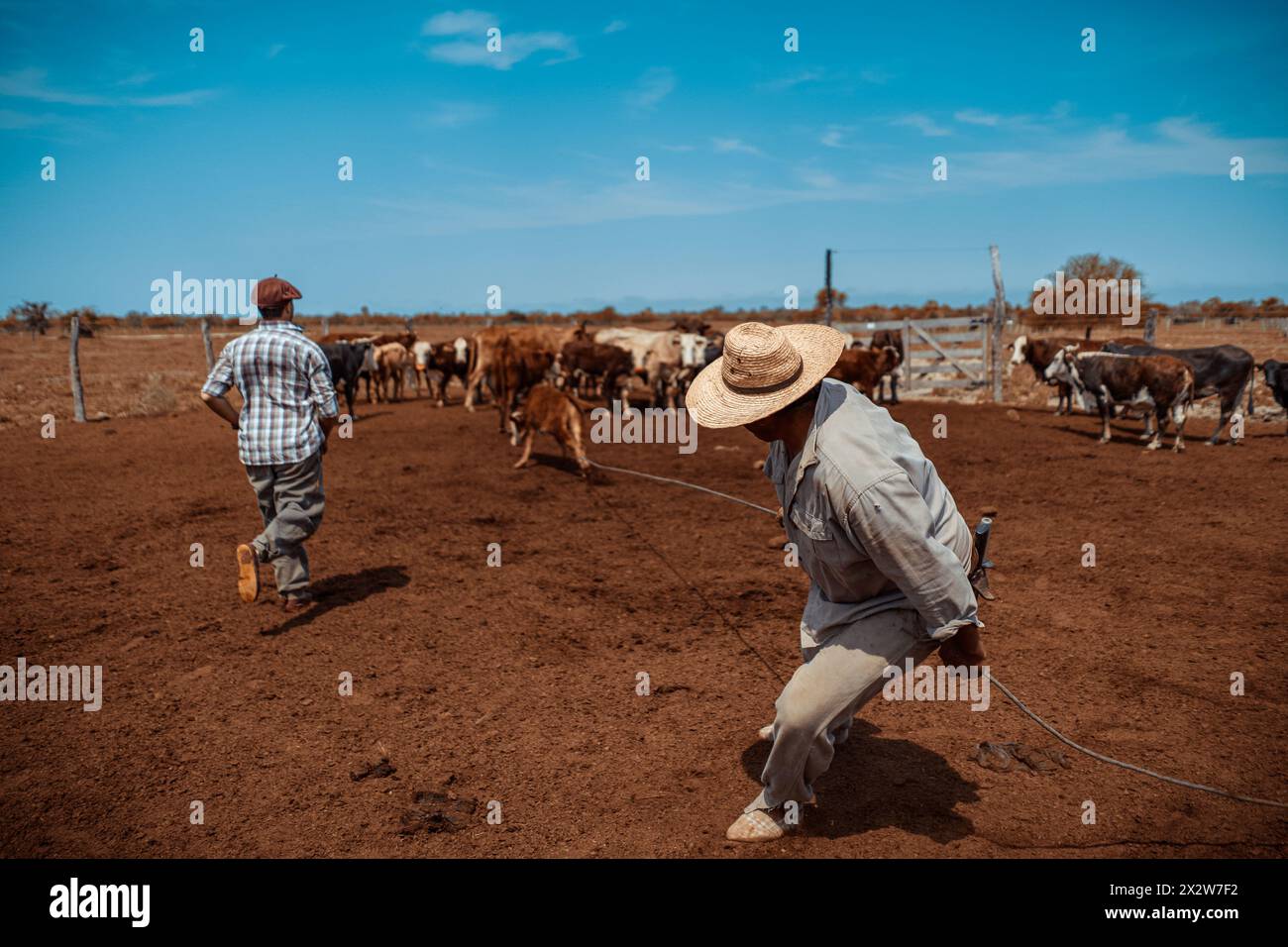 Cattle workers on duty during vaccination season in a ranch in ...