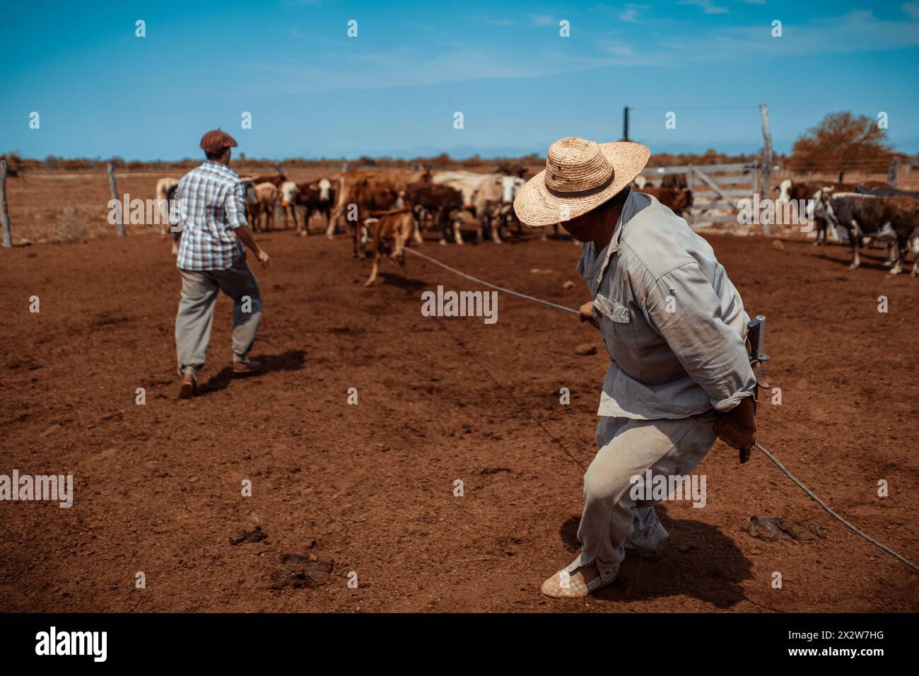 Cattle workers on duty during vaccination season in a ranch in ...