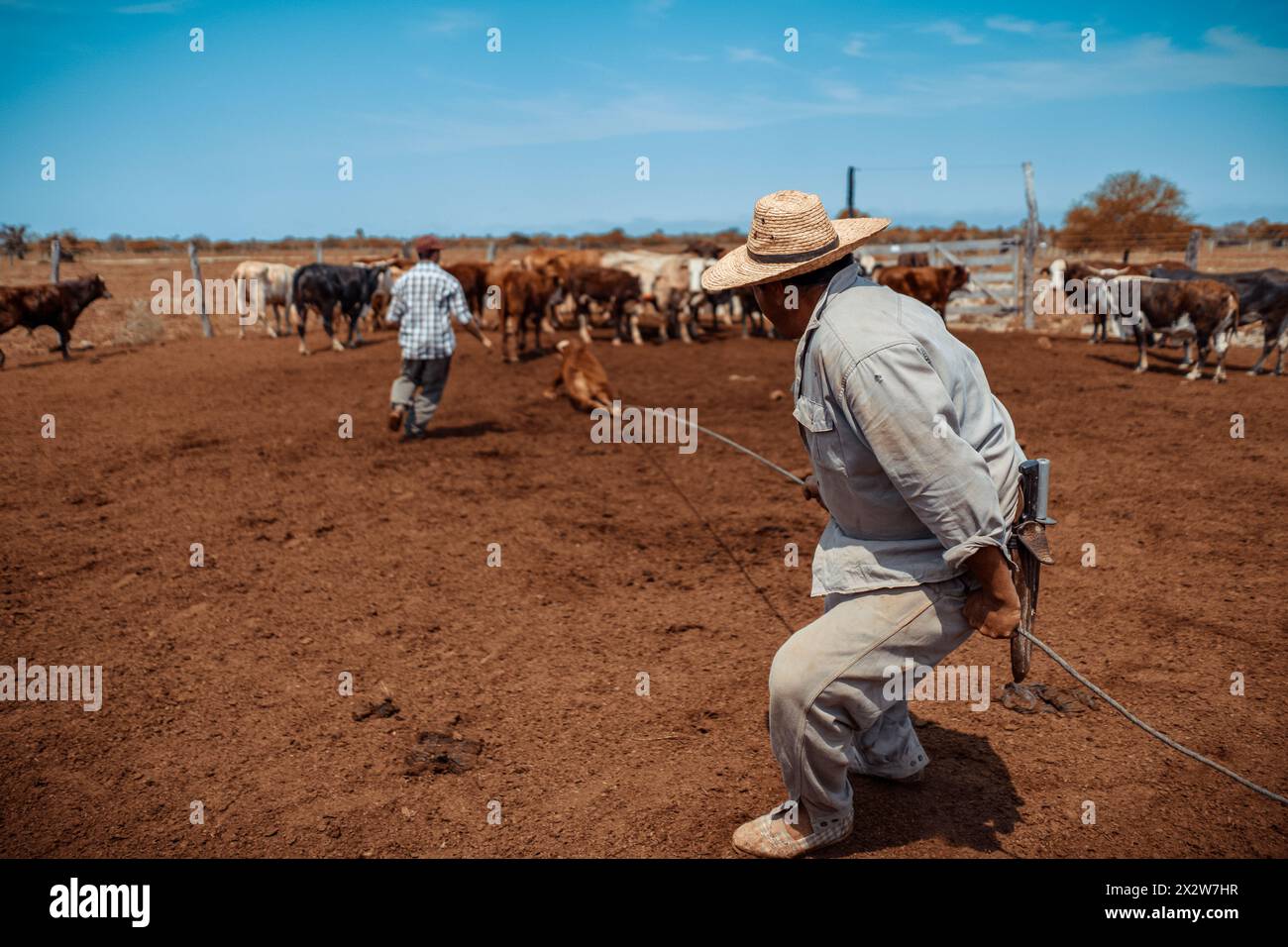 Cattle workers on duty during vaccination season in a ranch in ...