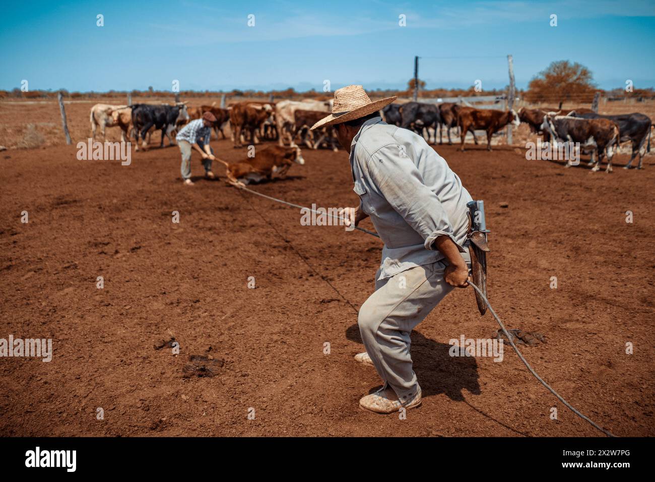 Cattle workers on duty during vaccination season in a ranch in ...