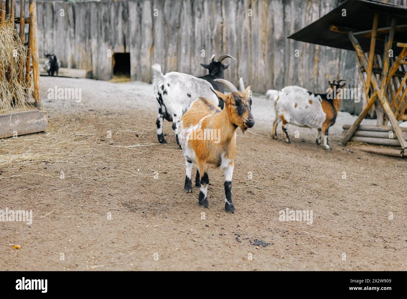 Goats at the feeder.Spotted goats eat hay from a feeder.Growing and ...