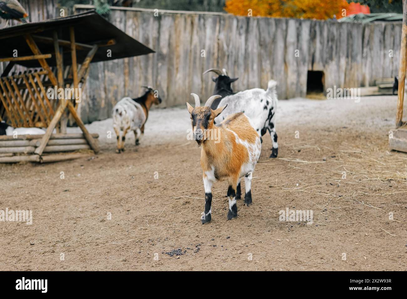 Goats at the feeder.Growing and breeding goats.Livestock and farming ...