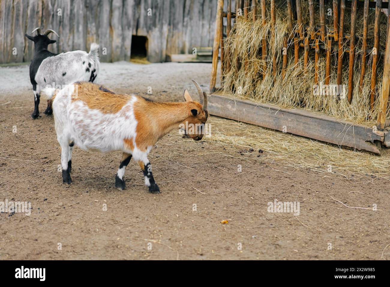 Goats at the feeder.Farm animals.Growing and breeding goats.Livestock ...