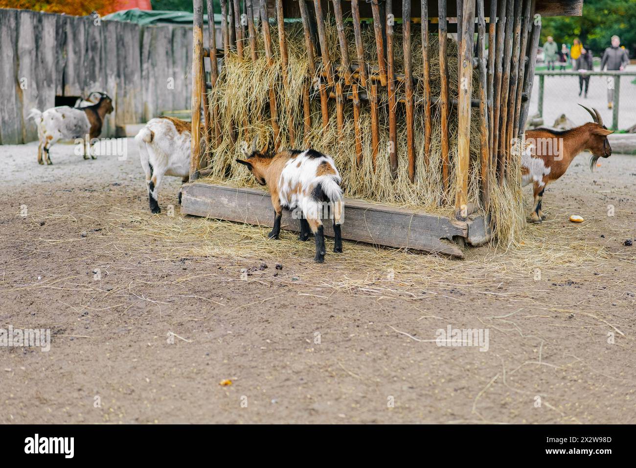 Goats at the feeder.Spotted goats eat hay from a feeder.Farm animals ...