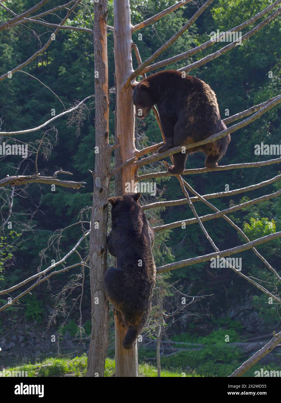 Black bear cubs on tree hi-res stock photography and images - Alamy