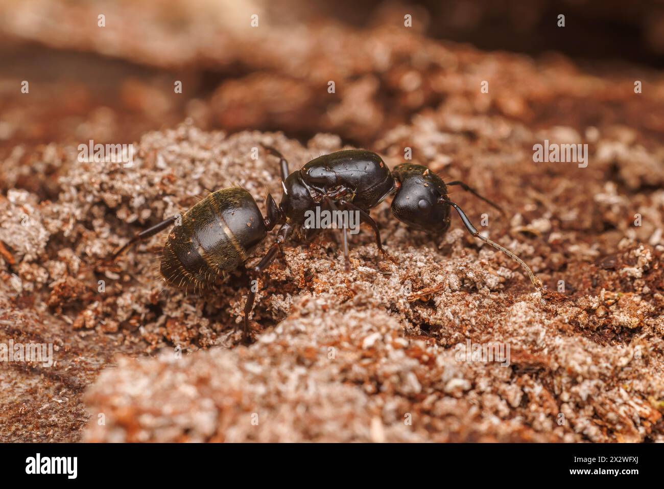 Eastern Black Carpenter Ant (Camponotus pennsylvanicus) - Queen Stock Photo - Alamy
