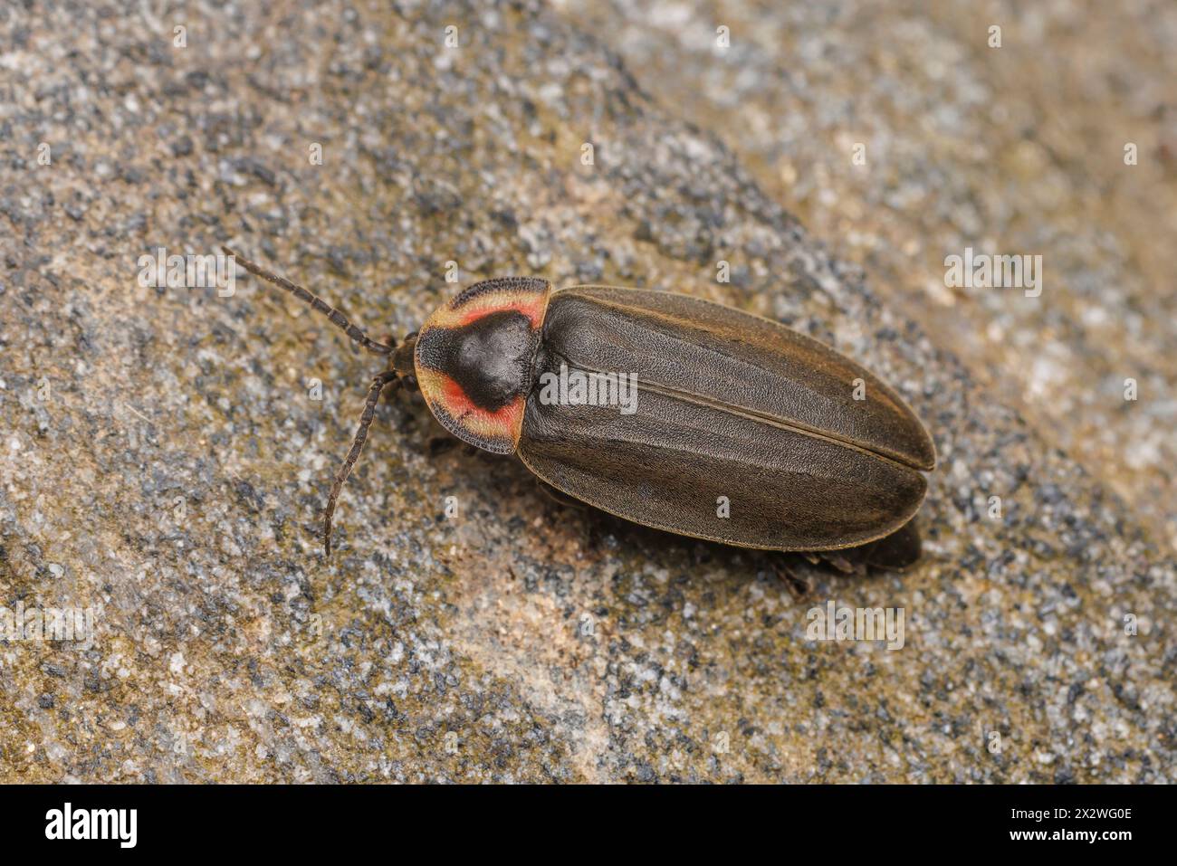 Winter Firefly (Photinus corruscus Stock Photo - Alamy