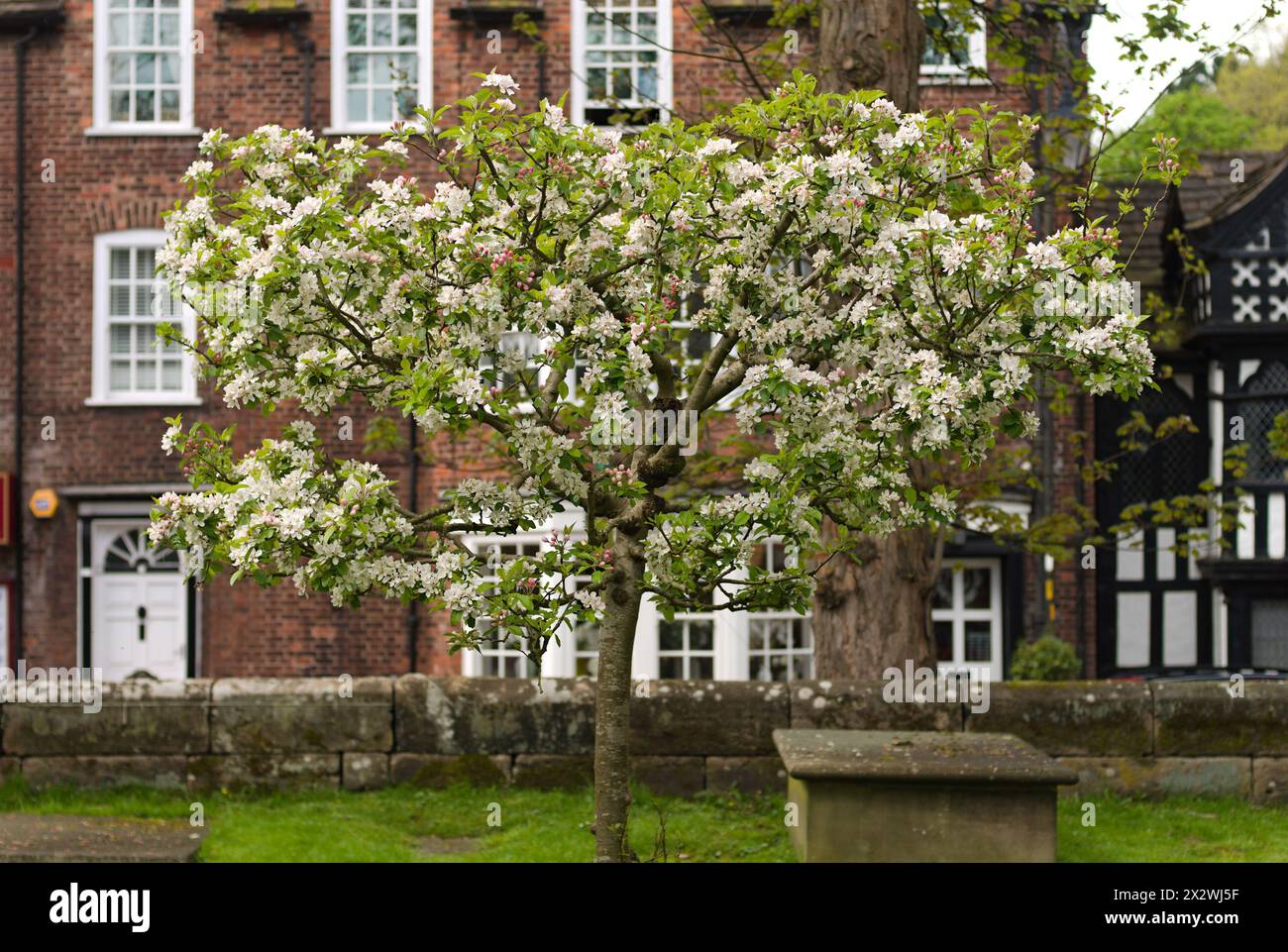 Old apple tree trees hi-res stock photography and images - Alamy