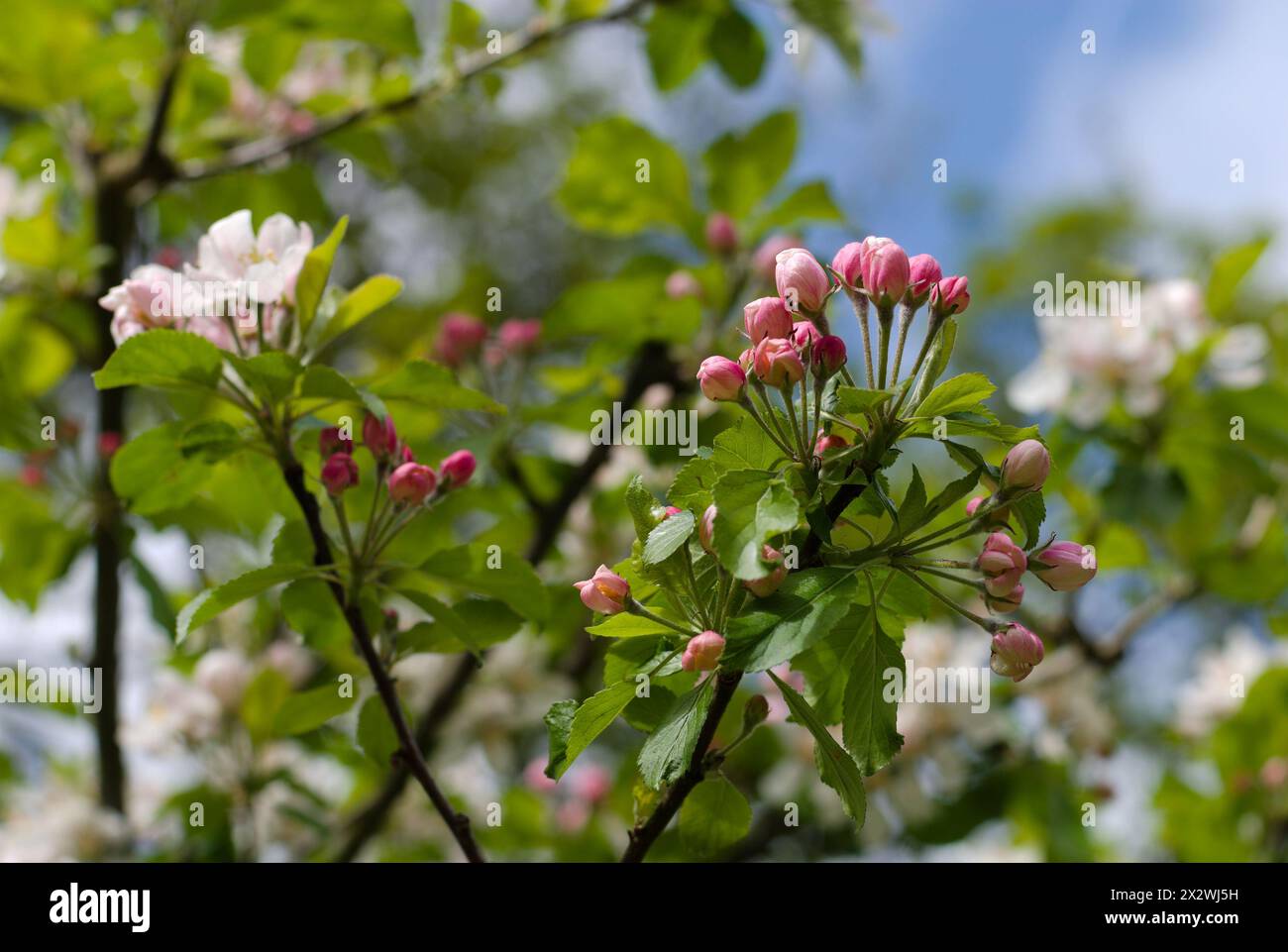 Old english apple tree hi-res stock photography and images - Alamy
