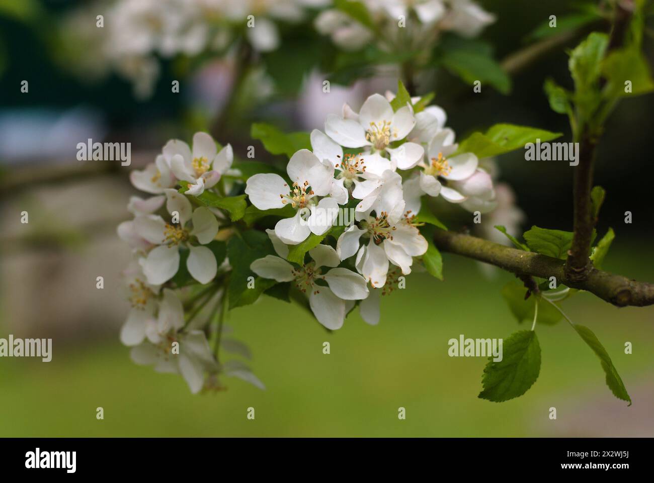 Buds apple trees bloom in hi-res stock photography and images - Alamy