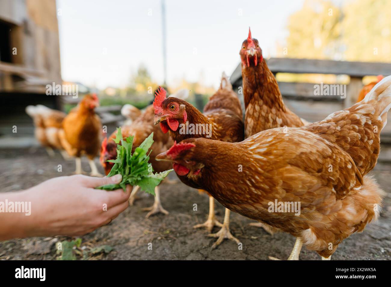 Woman's hand feeding green leaves to a group of hens on a farm ...