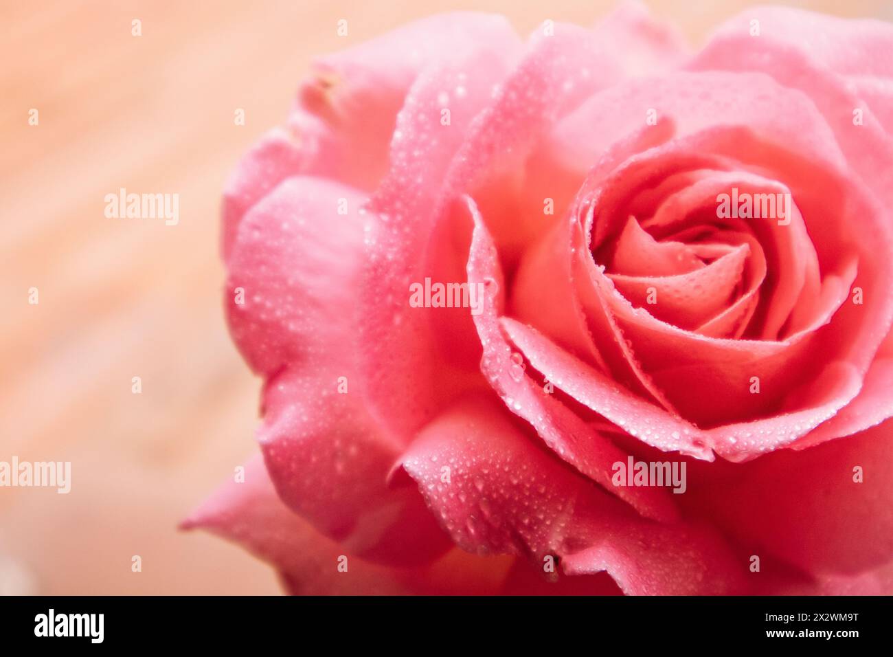 Gently pink rosebud with water drops close up. Macro flower pistils ...