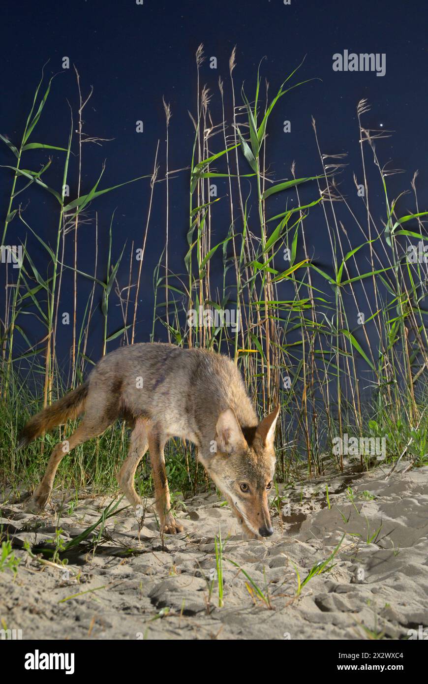 Coyote (Canis latrans) roaming in Texas wetlands at night, Galveston ...