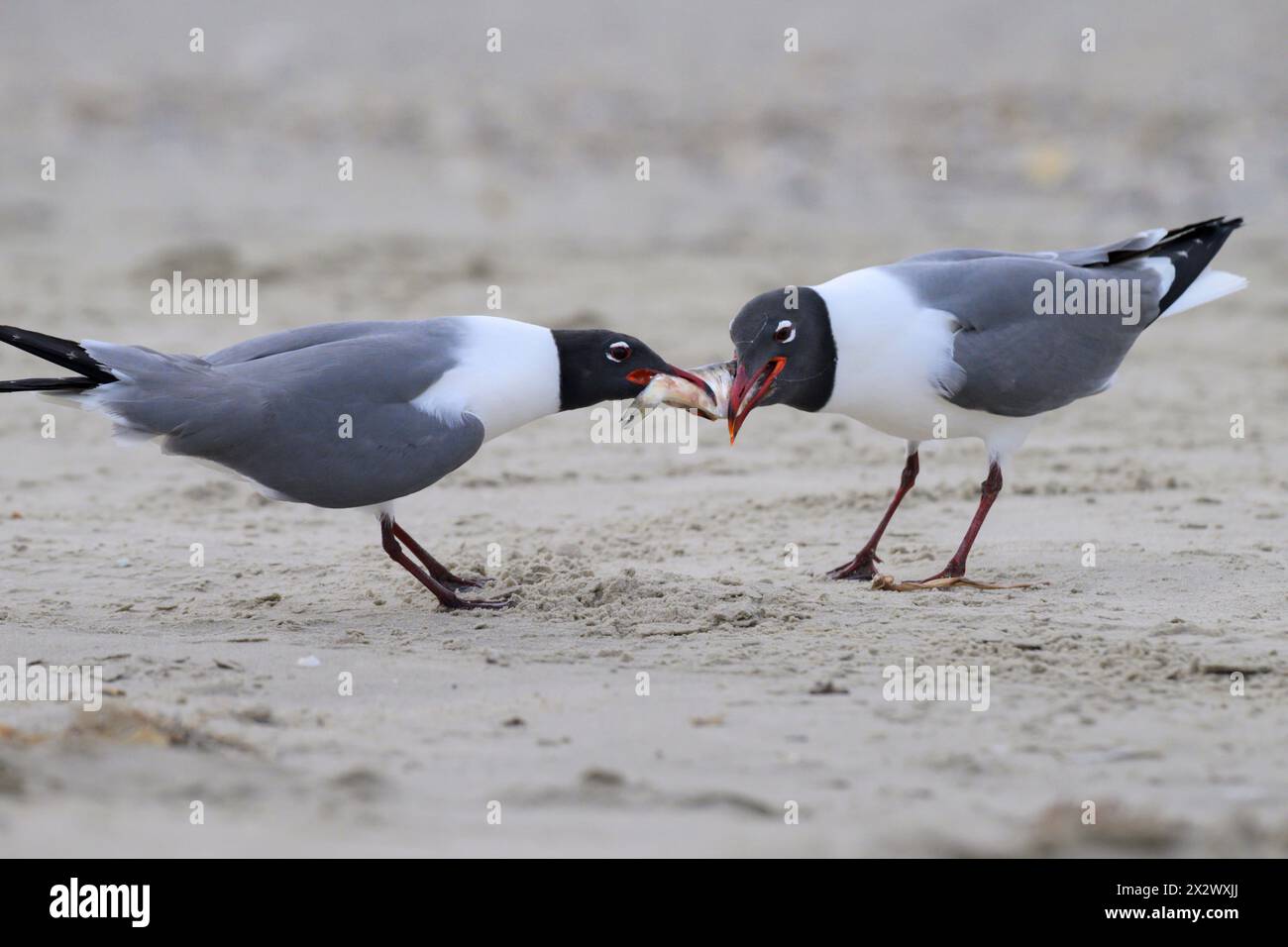 Laughing gulls (Leucophaeus atricilla) courtship: male regurgitates a ...