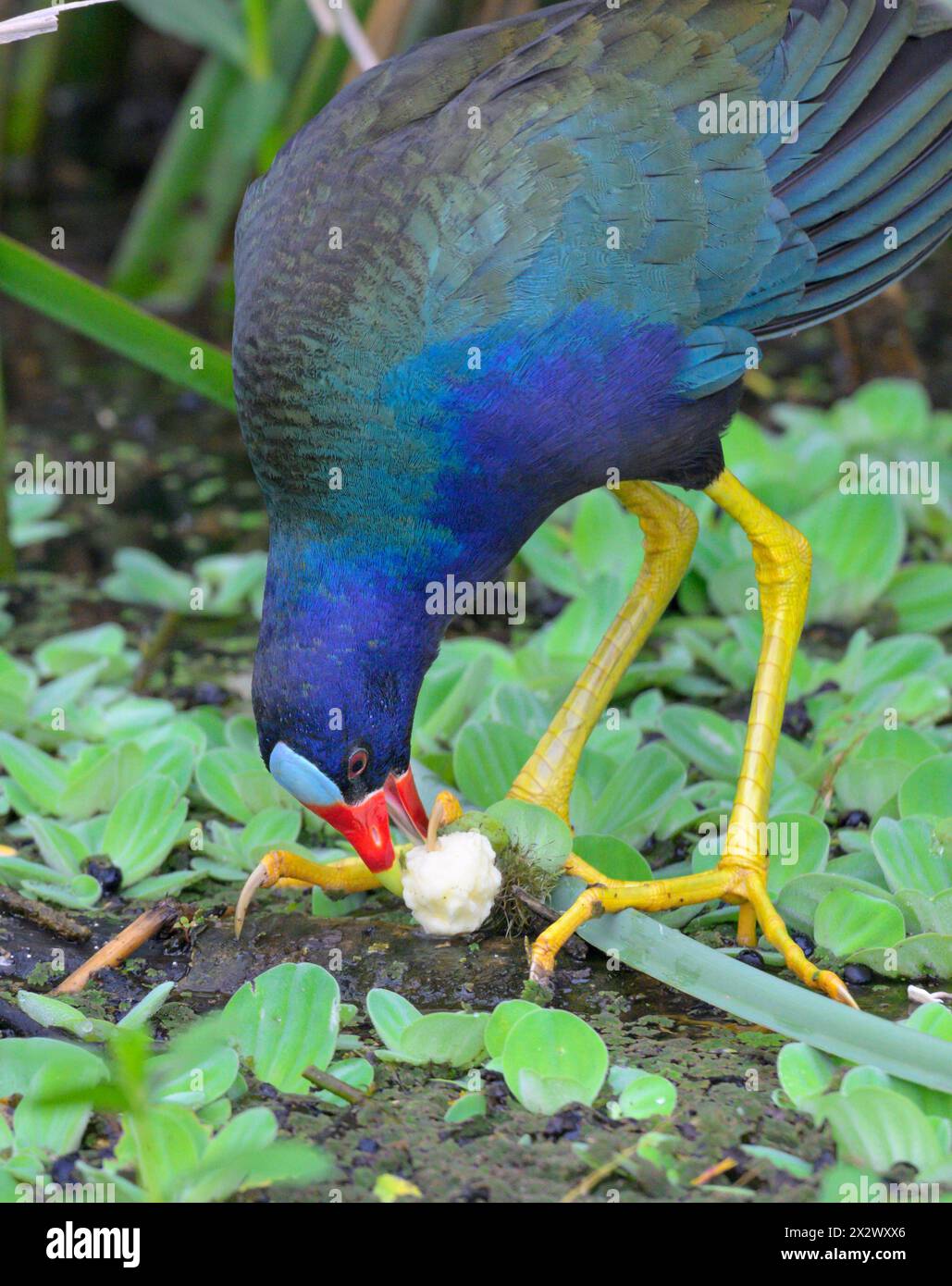 Plant eating animals hi-res stock photography and images - Alamy