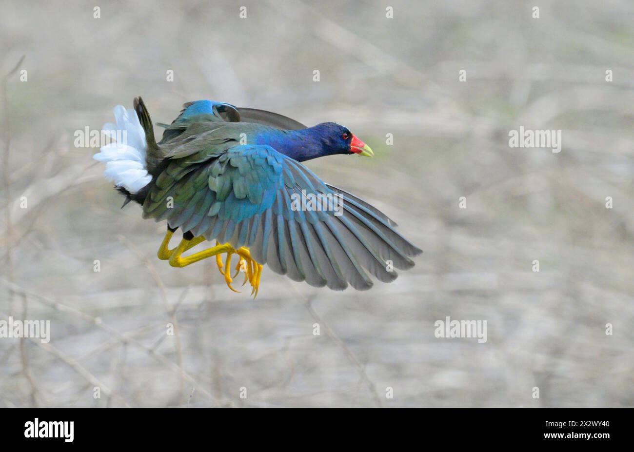 Purple gallinule (Porphyrio martinica) flying over swamp, Brazos Bend ...