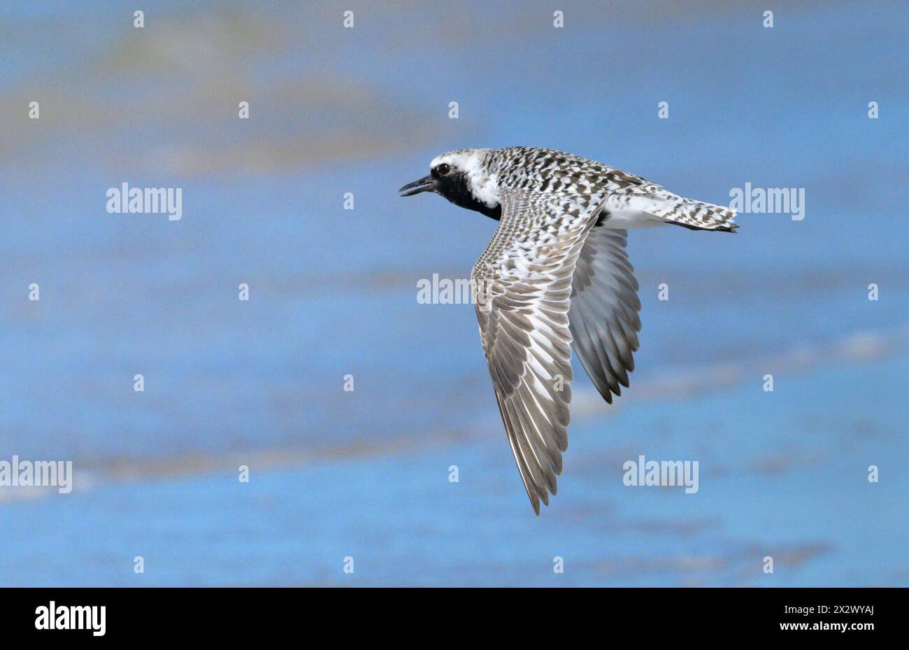 Black-bellied plover (Pluvialis squatarola) flying over the ocean coast ...