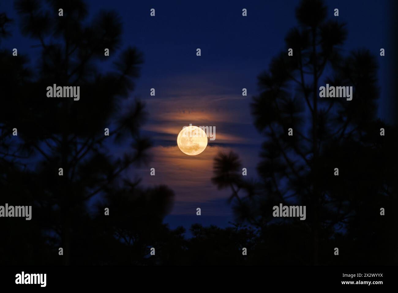 Hartsville, SC. 23rd Apr, 2024. The Pink Moon of April rises between ...