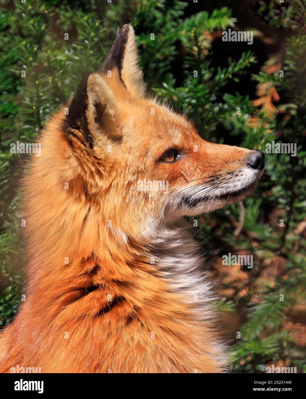 Red fox profile portrait close-up with green background Stock Photo - Alamy Red fox profile portrait close-up with green background Stock Photo - Alamy