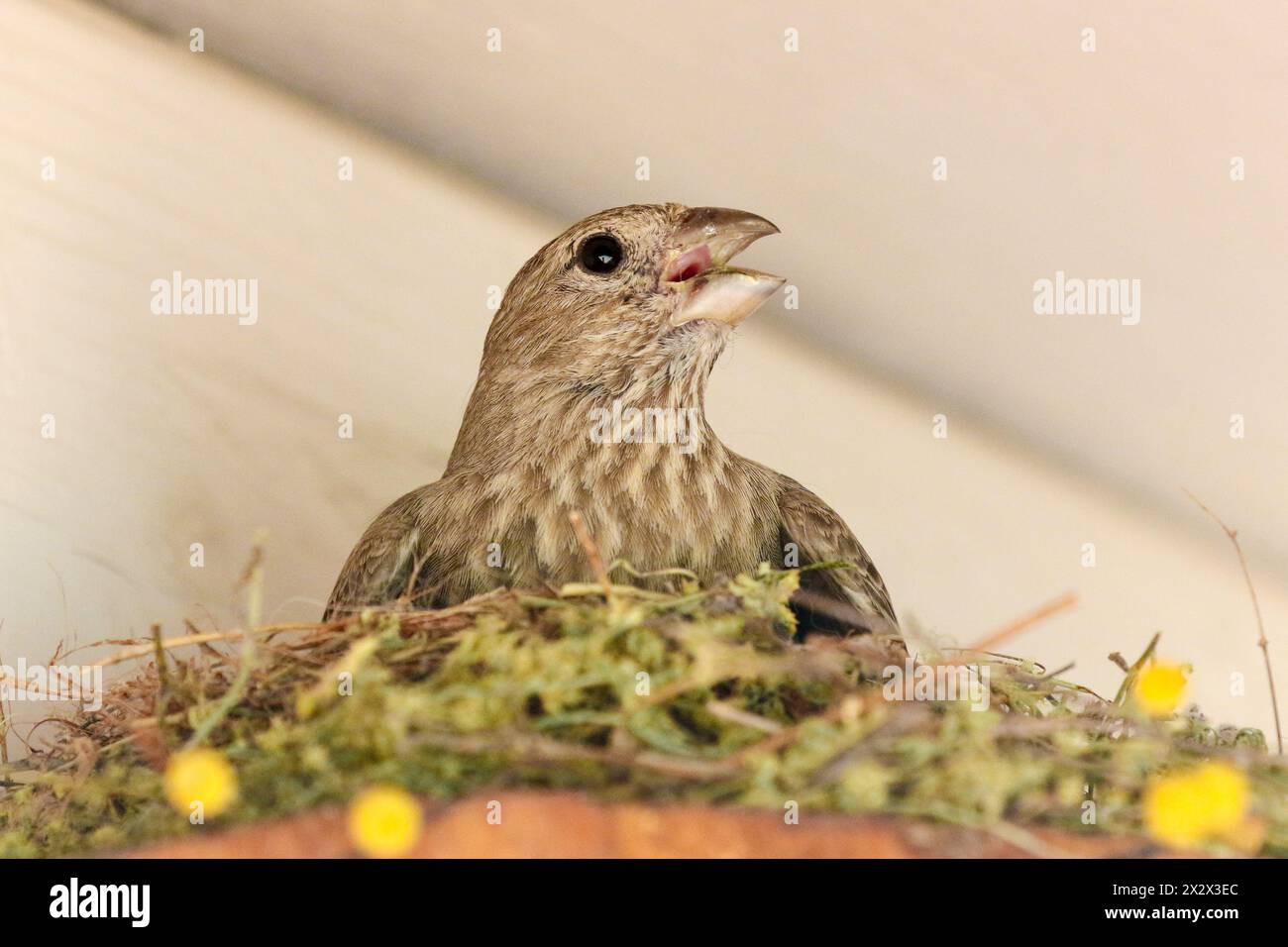 House Finch on nest Stock Photo - Alamy