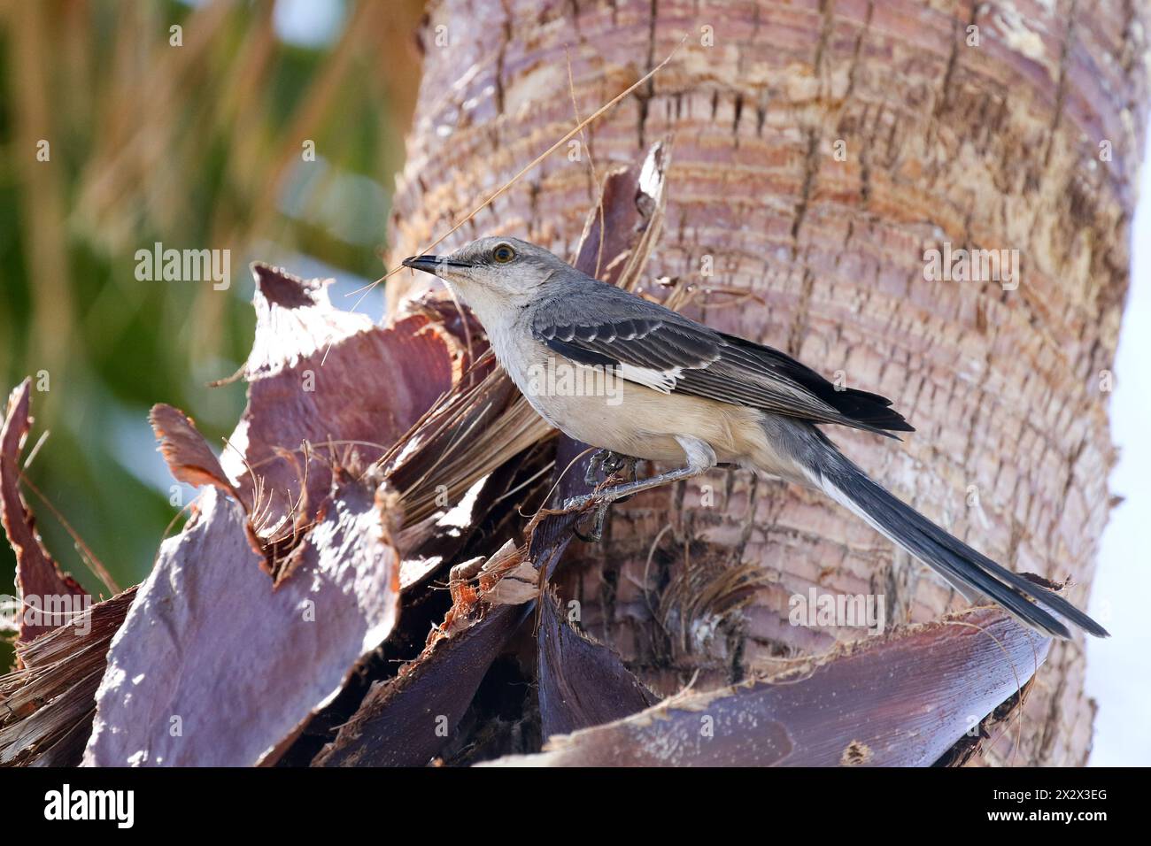 Northern Mockingbird gathering material for a nest Stock Photo - Alamy