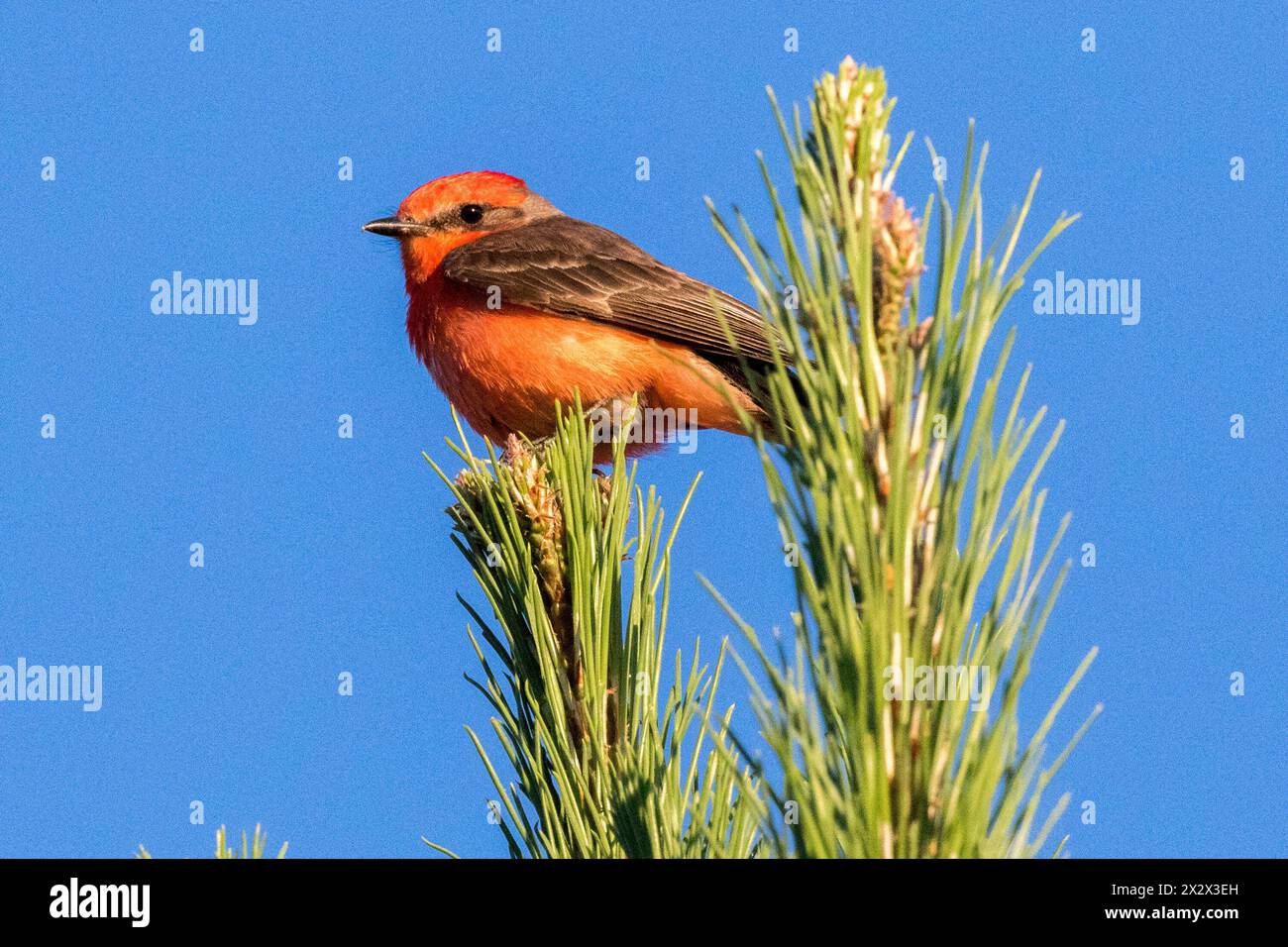 Vermillion mesa hi-res stock photography and images - Alamy