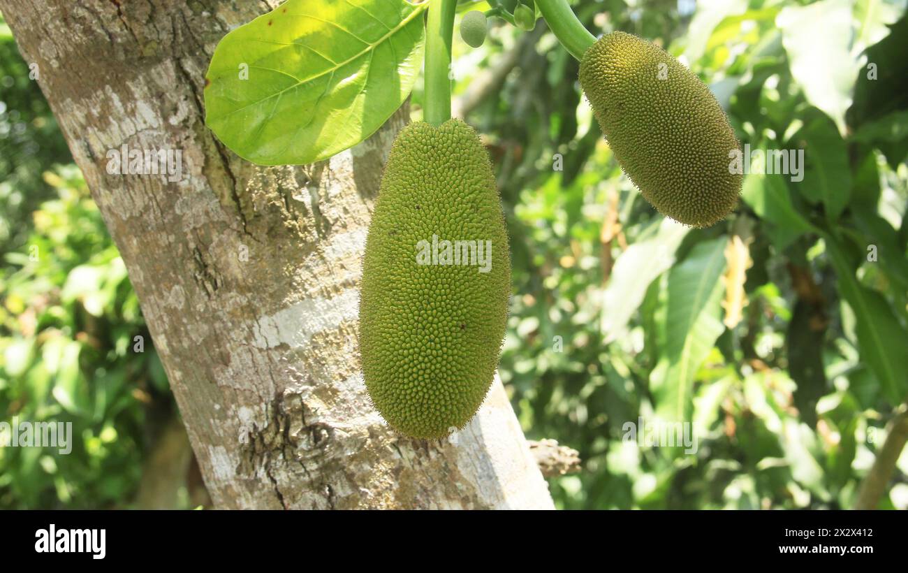 Young jackfruit that is still on the tree Stock Photo - Alamy