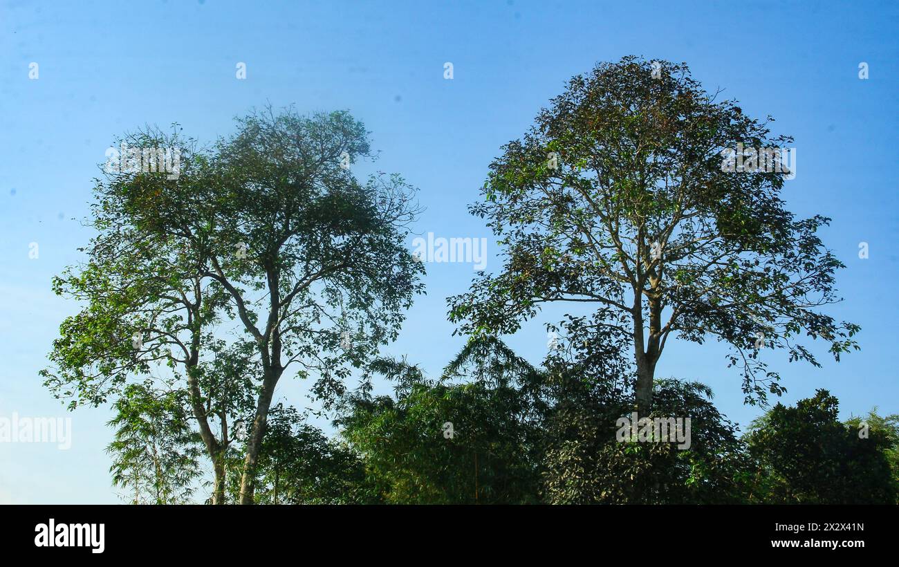 Sandoricum koetjape or Harp tree that grows towering against a blue sky ...