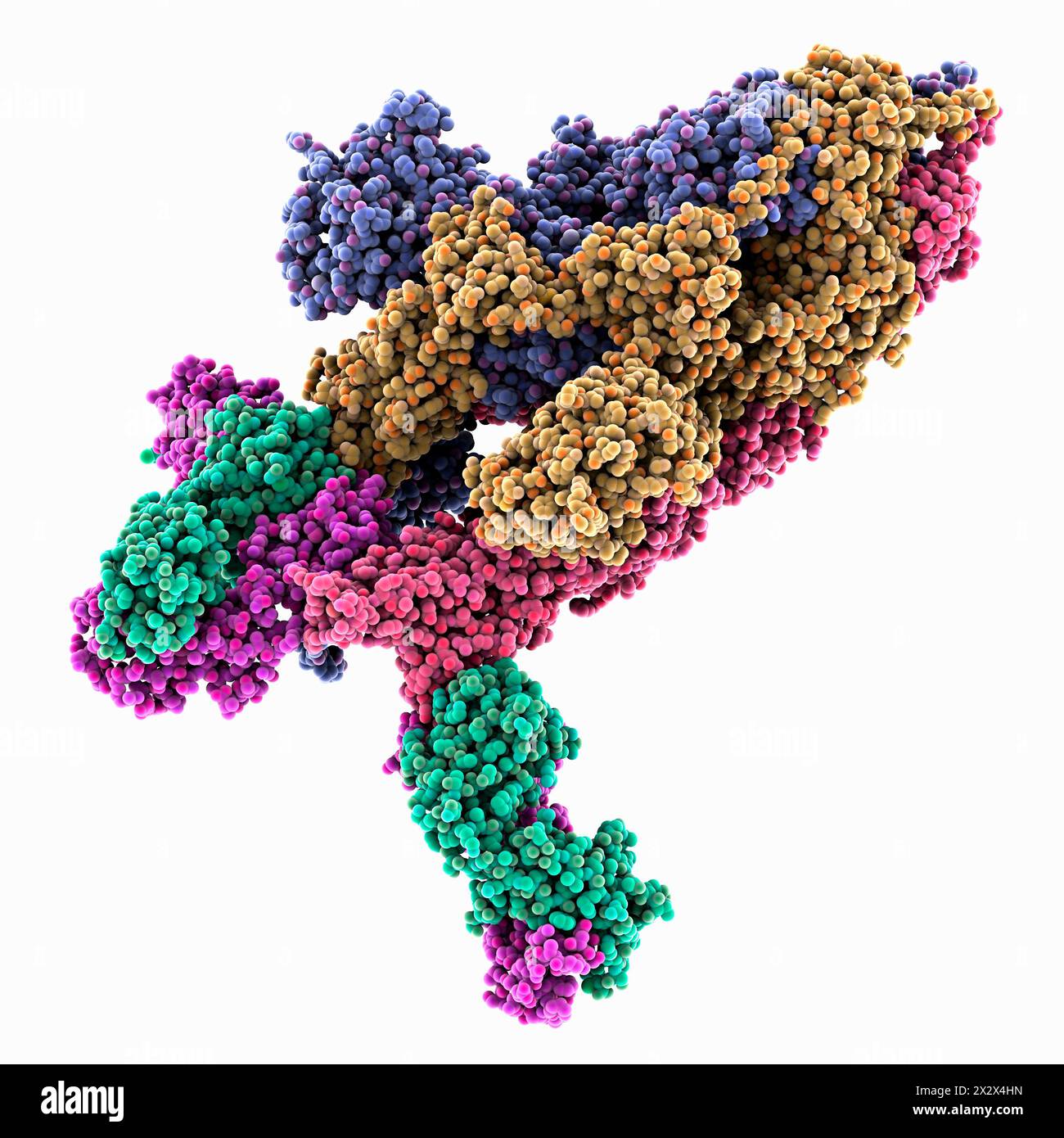SARS-CoV-2 Omicron spike trimer complex. Molecular model of a SARS-CoV ...