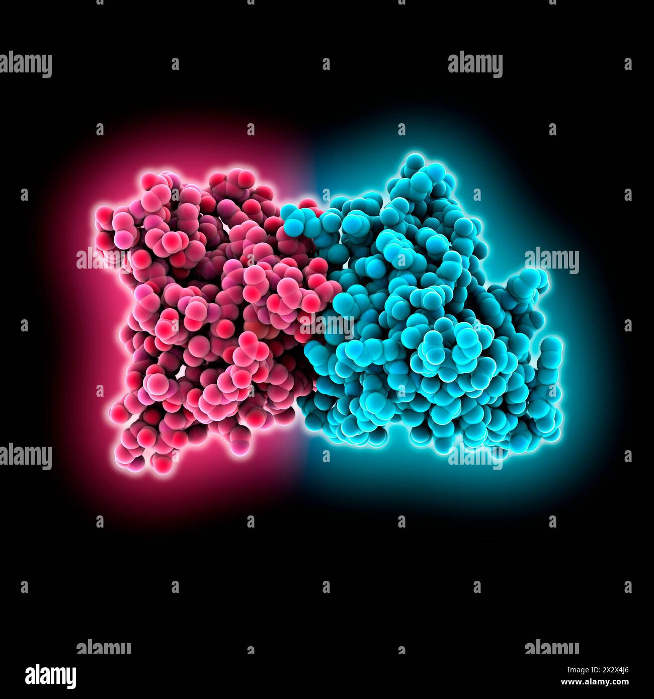 Superoxide dismutase SOD1. Molecular model of the human superoxide ...