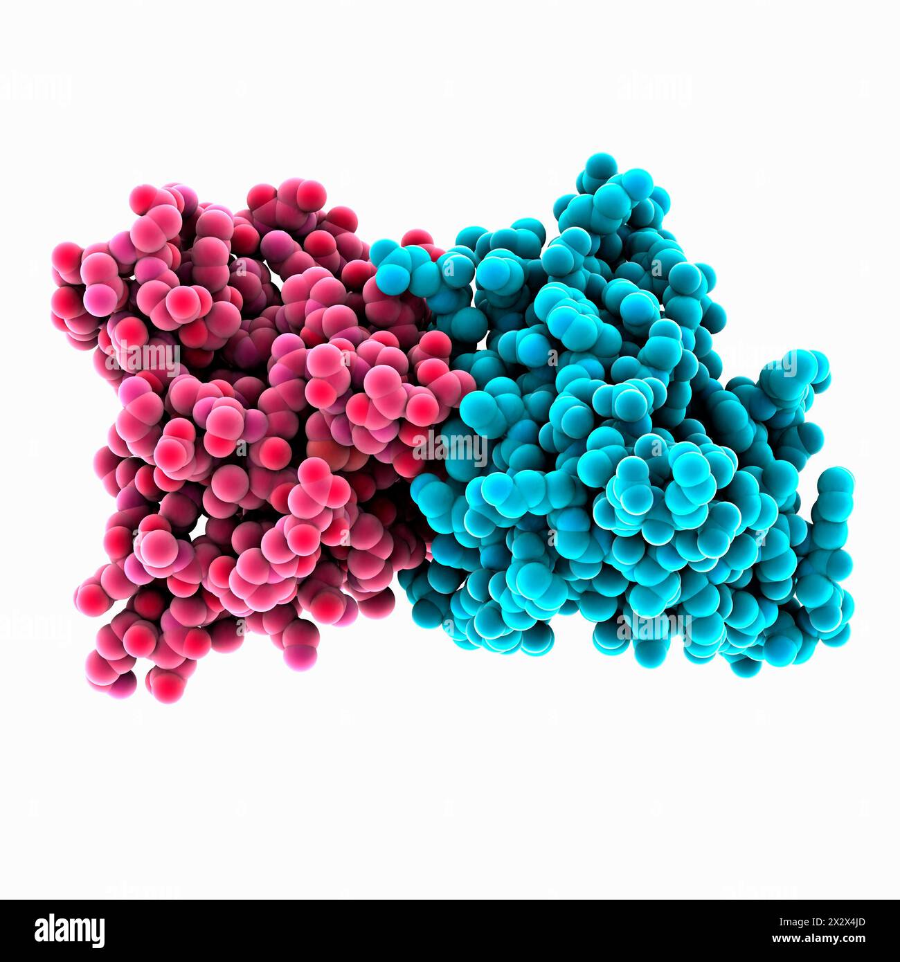 Superoxide dismutase SOD1. Molecular model of the human superoxide ...