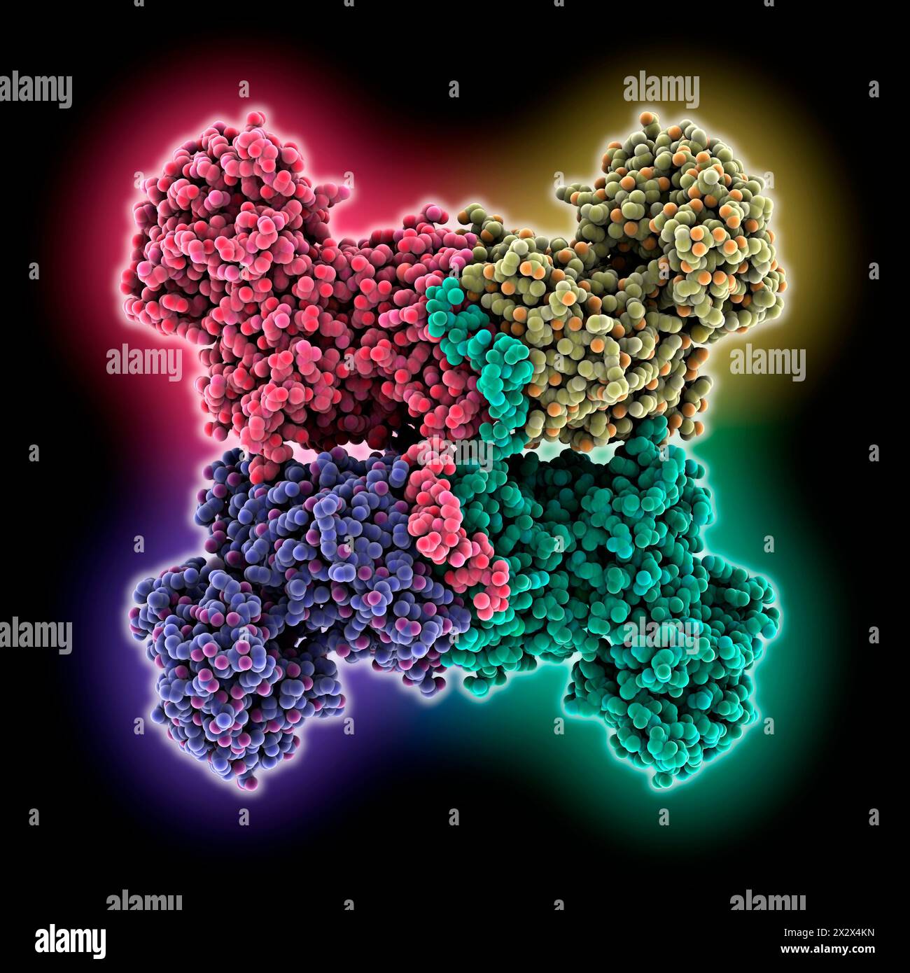 Human malic enzyme 3. Molecular model of quadromeric human malic enzyme ...