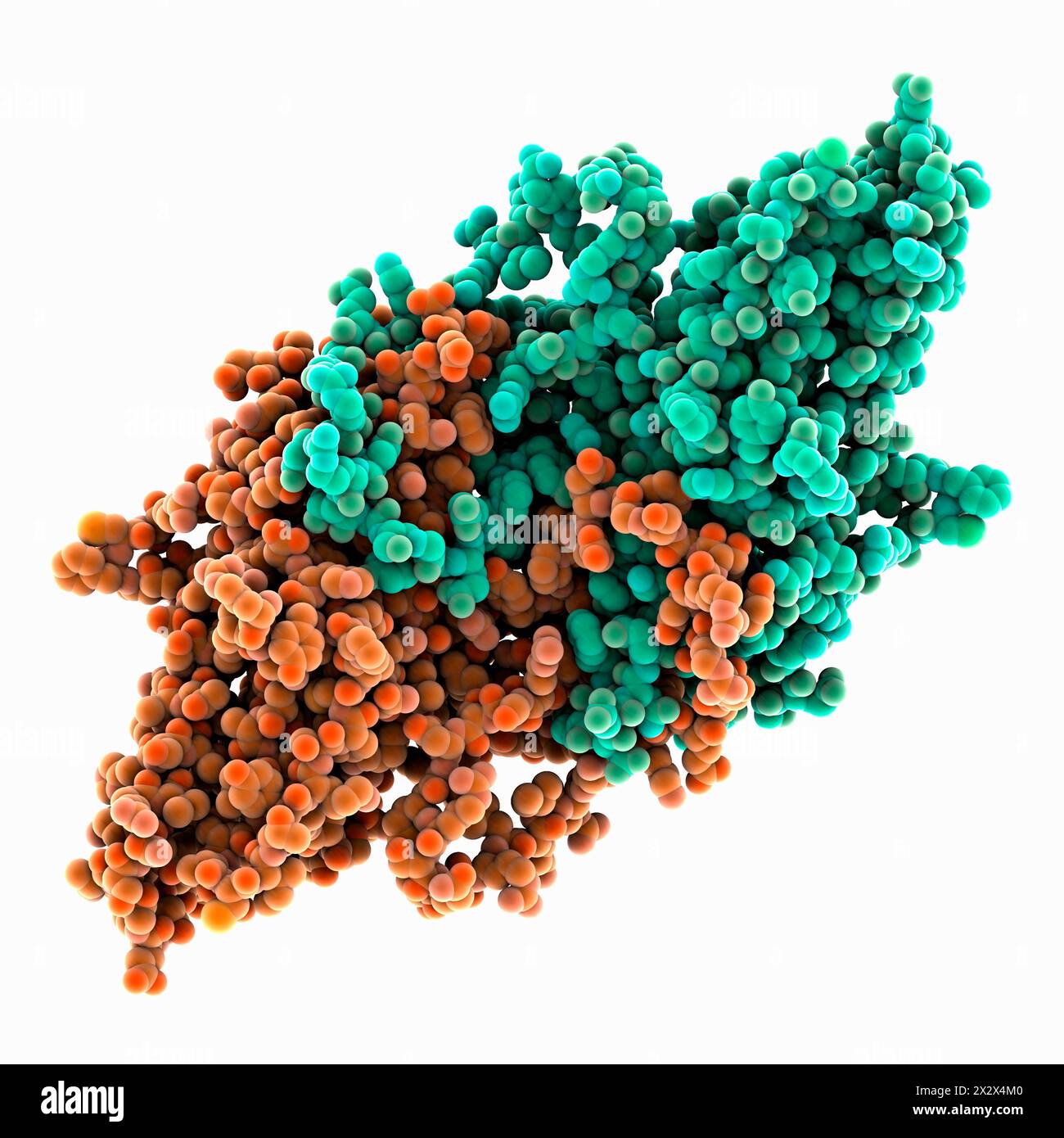 Major capsid protein VP39 of Autographa californica multiple ...