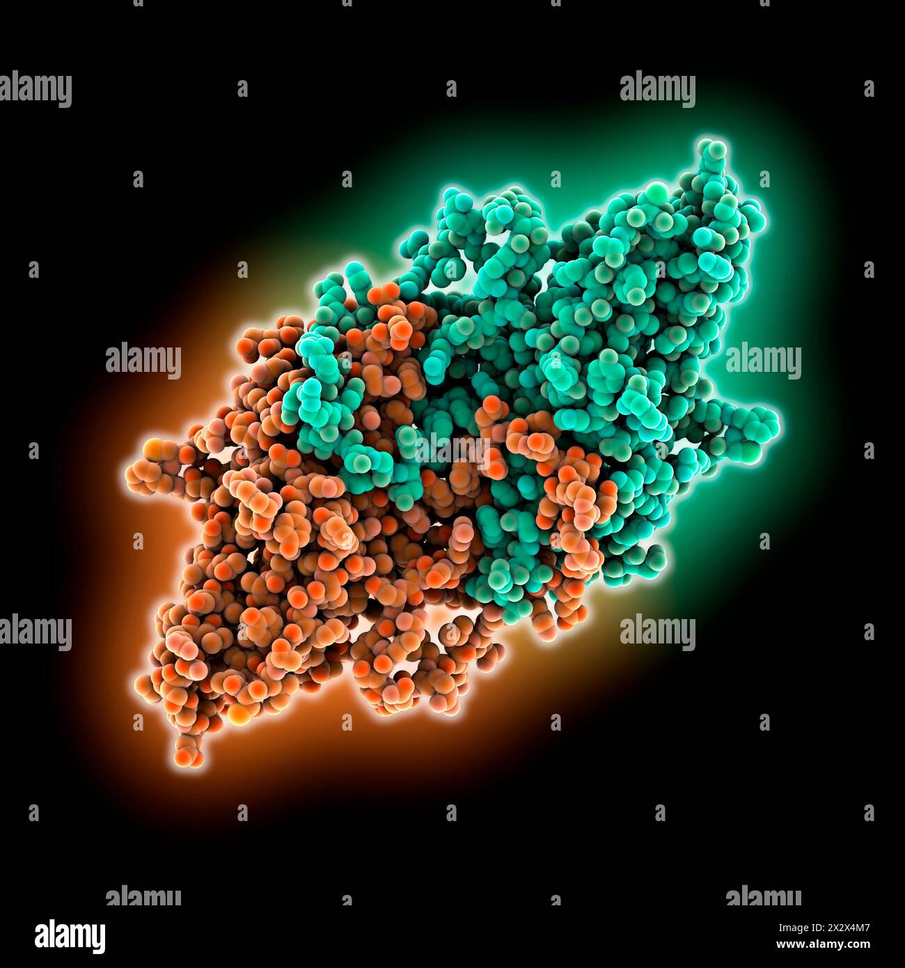 Major capsid protein VP39 of Autographa californica multiple ...