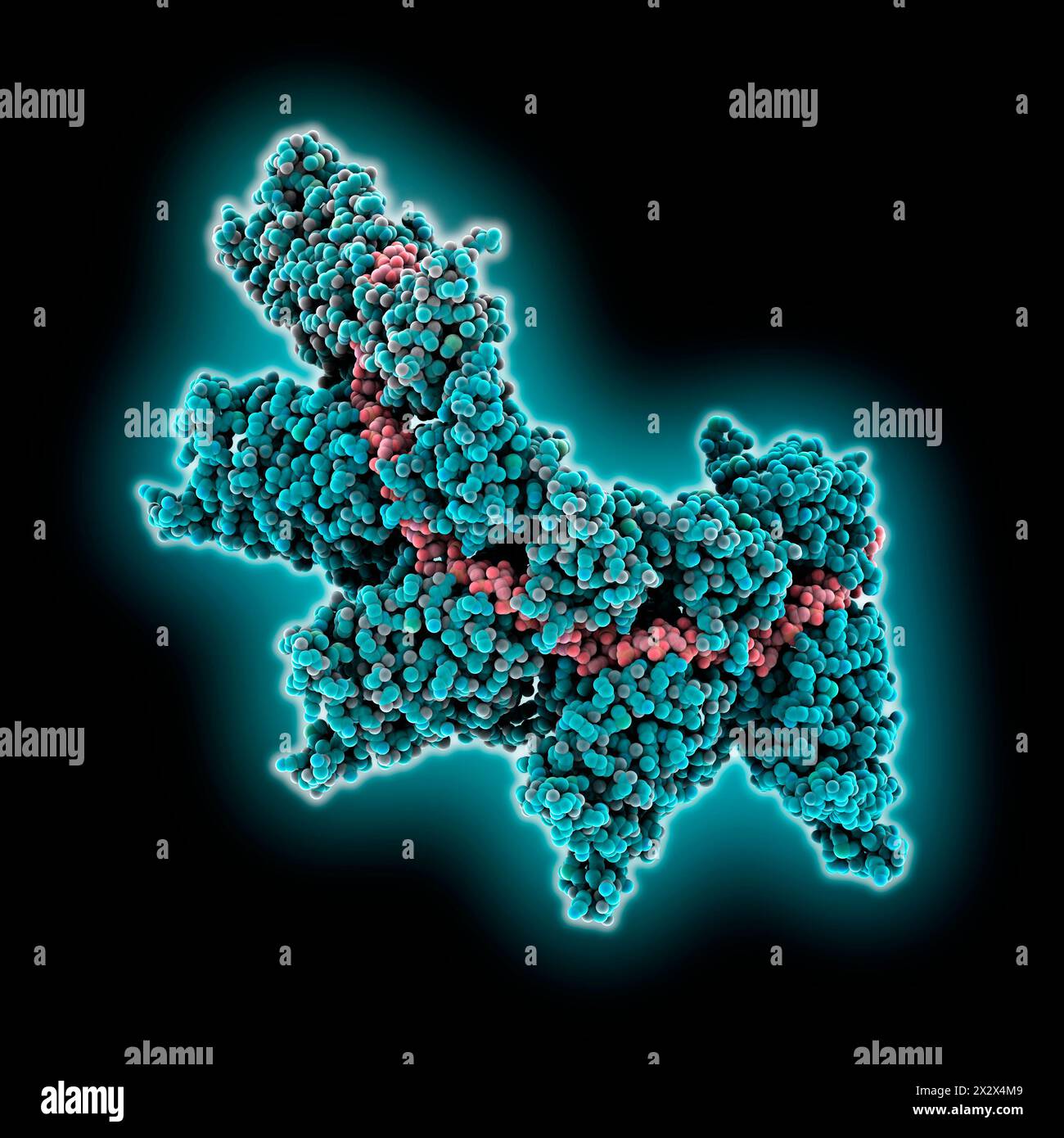Respiratory syncytial virus (RSV) A nucleocapsid-like assembly ...