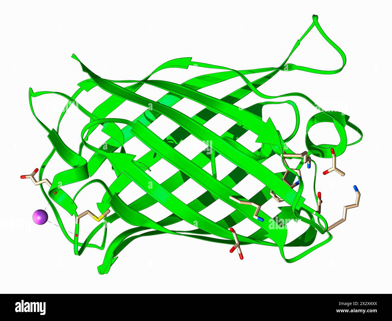 Bright green fluorescent protein StayGold. Molecular model of the ...