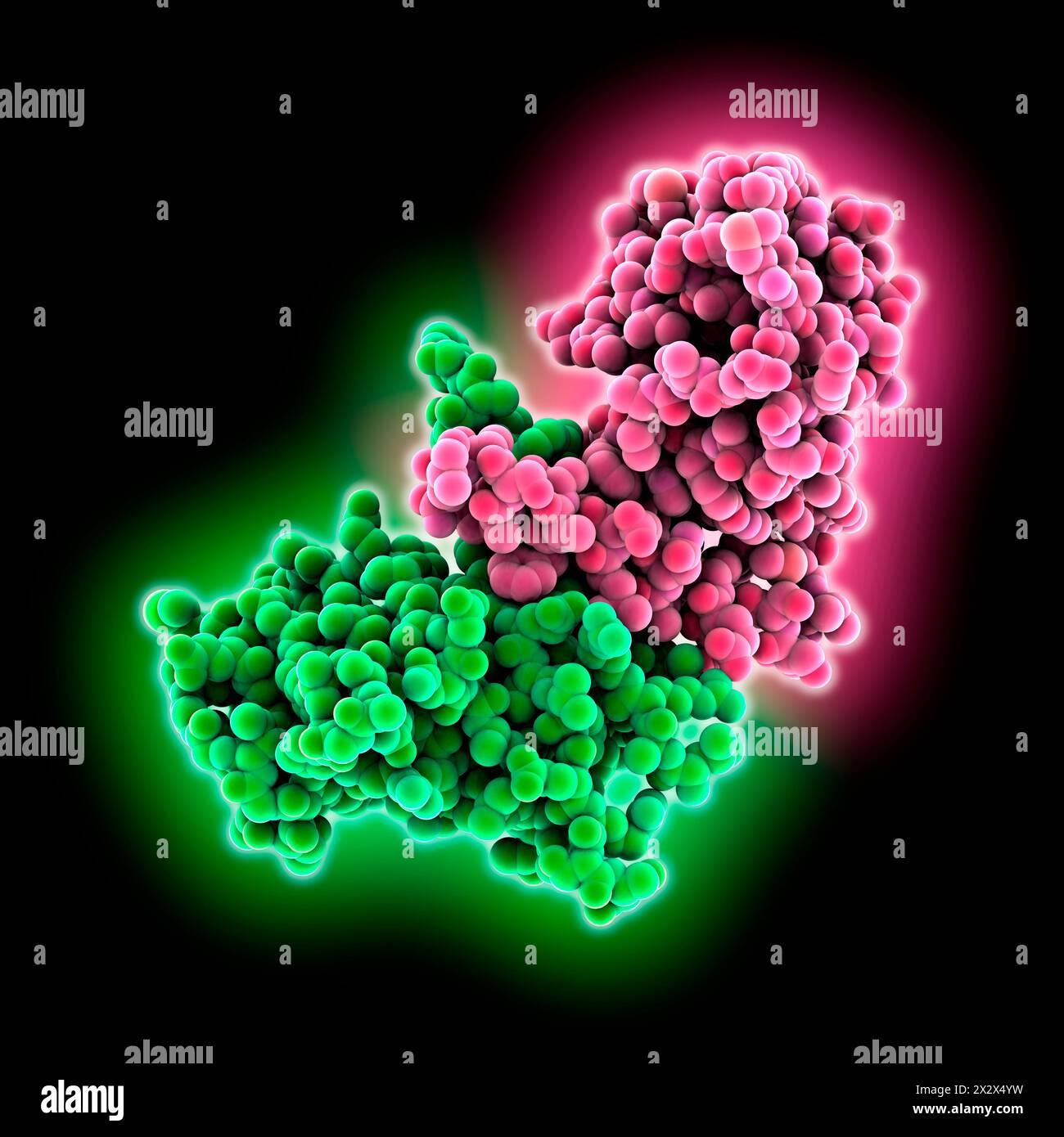 PAXX from Arabidopsis thaliana. Molecular model of PAXX from ...