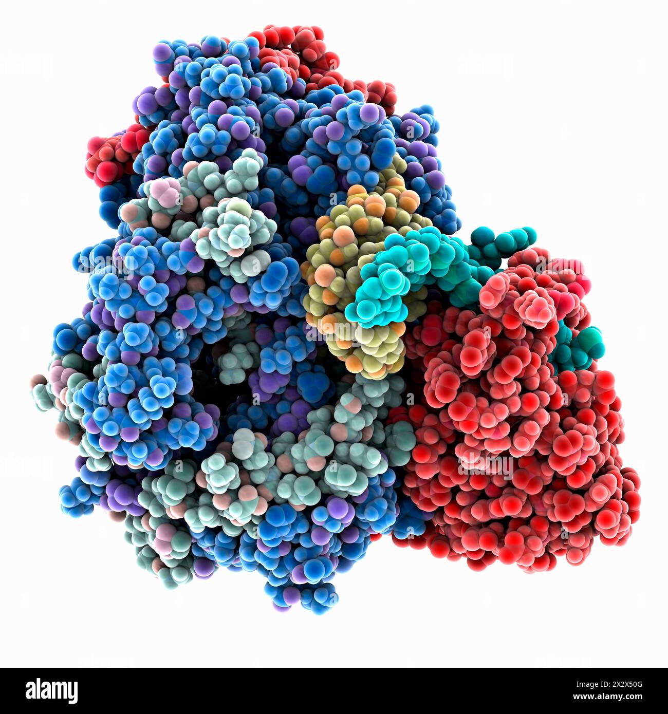 Tilapia Lake Virus polymerase. Molecular model of Tilapia Lake Virus polymerase in cRNA pre ...