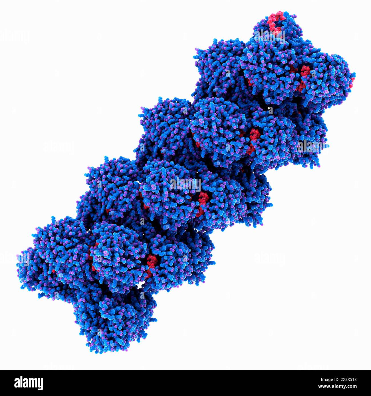 Influenza A virus helical ribonucleoprotein. Molecular model of the ...