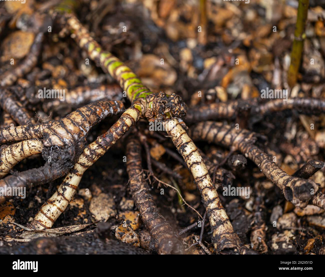 Roots of a bamboo (Bambusa sp.) plant. Bamboo roots tend to be ...
