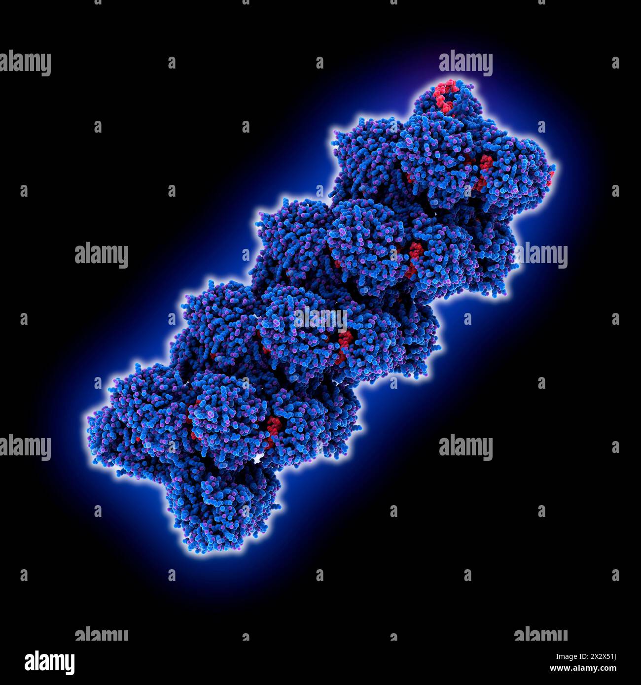 Influenza A virus helical ribonucleoprotein. Molecular model of the ...