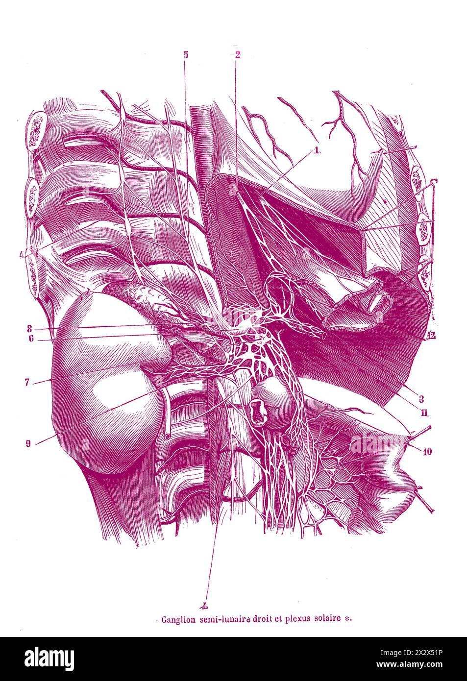 Illustration of the right ganglion (centre) of the coeliac, or solar ...