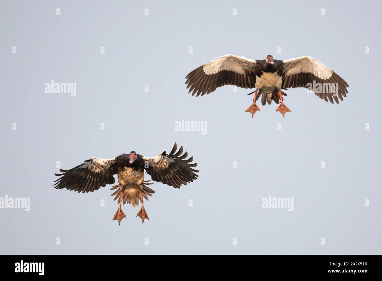 Spur-winged geese (Plectropterus gambensis) in flight. These are large ...