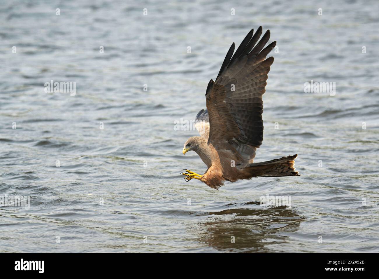 Yellow-billed kite (Milvus aegyptius) stooping. As its name suggests ...