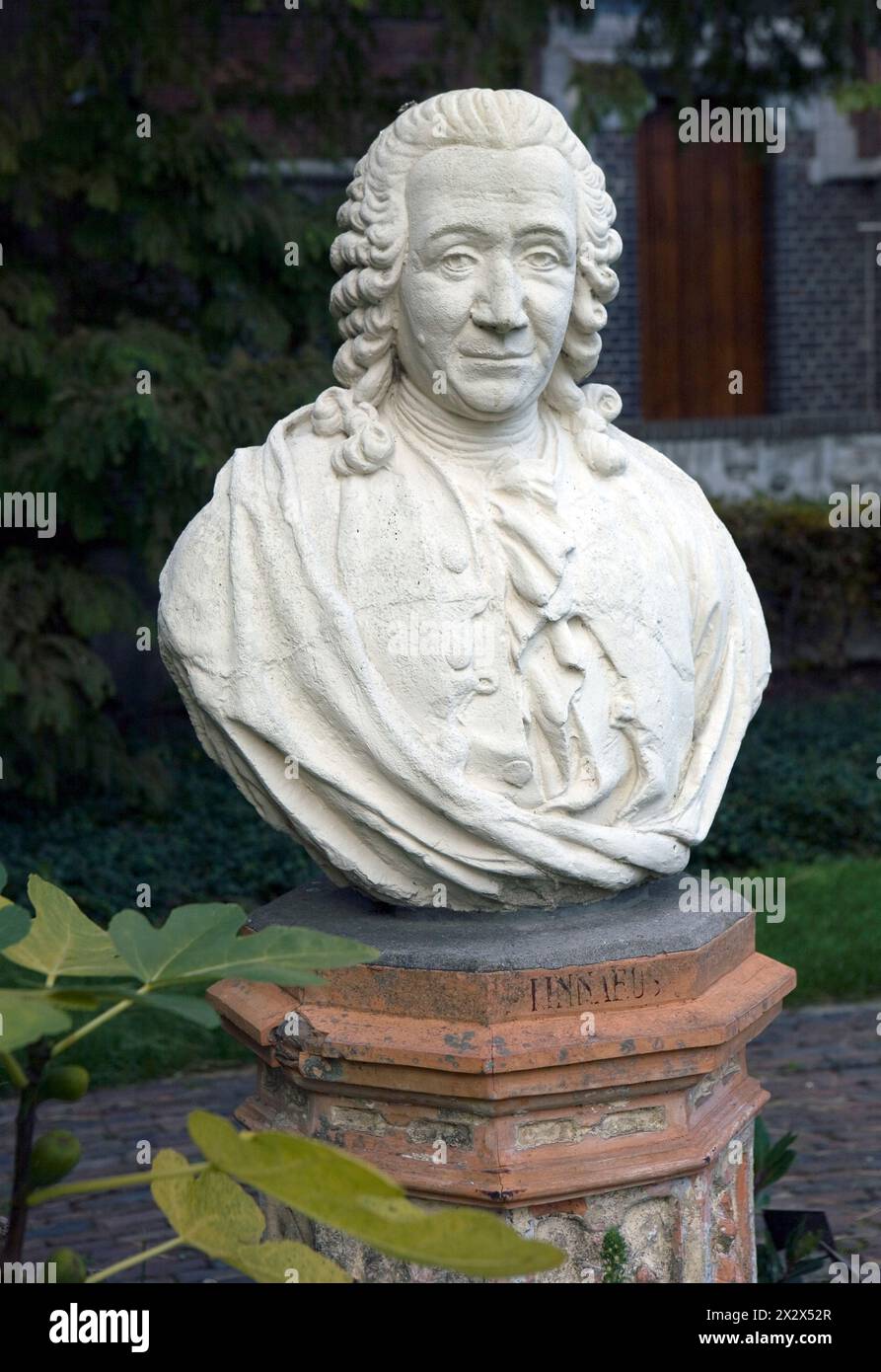 Bust of Carl Linnaeus, the 18th century Swedish botanist often ...