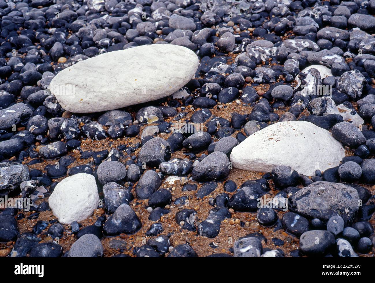 Rounded pebbles of black chert and white chalk that have settled on the ...