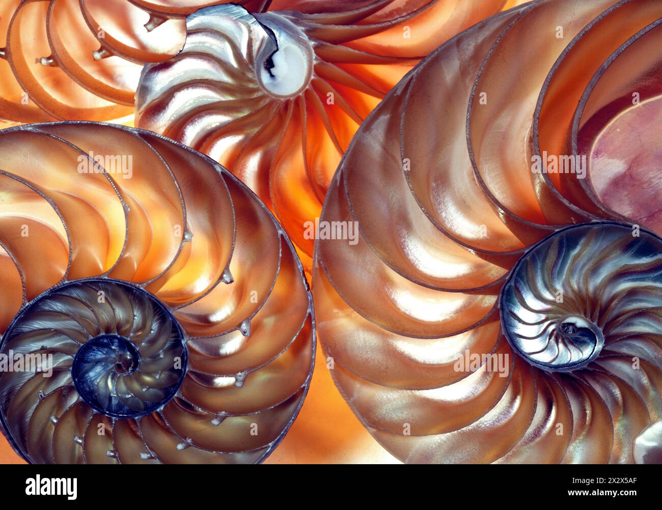 Cross-sections through nautilus (Nautilus sp.) shells revealing the ...