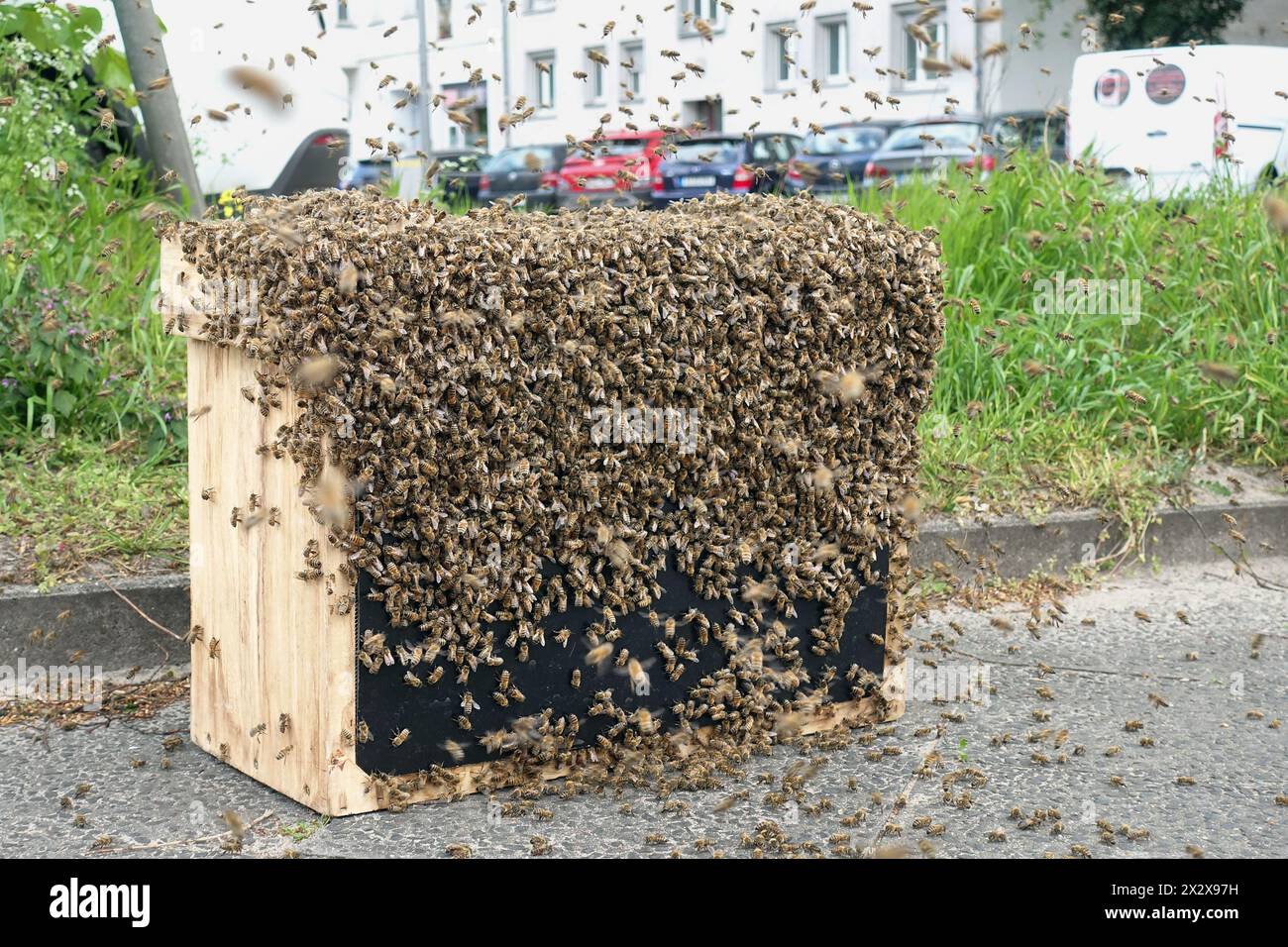 Swarm catching box hi-res stock photography and images - Alamy
