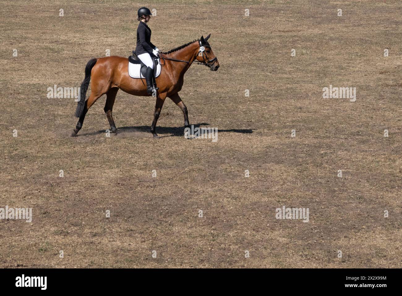 Warm up arena horse hi-res stock photography and images - Alamy